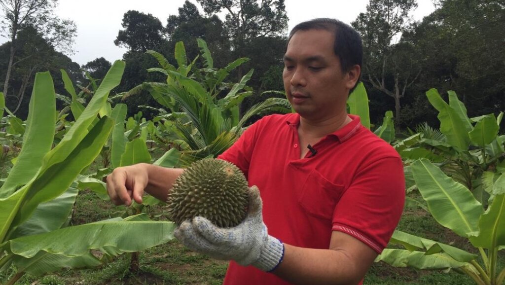 Transforming Tradition with Durian in the Digital Age - Procto